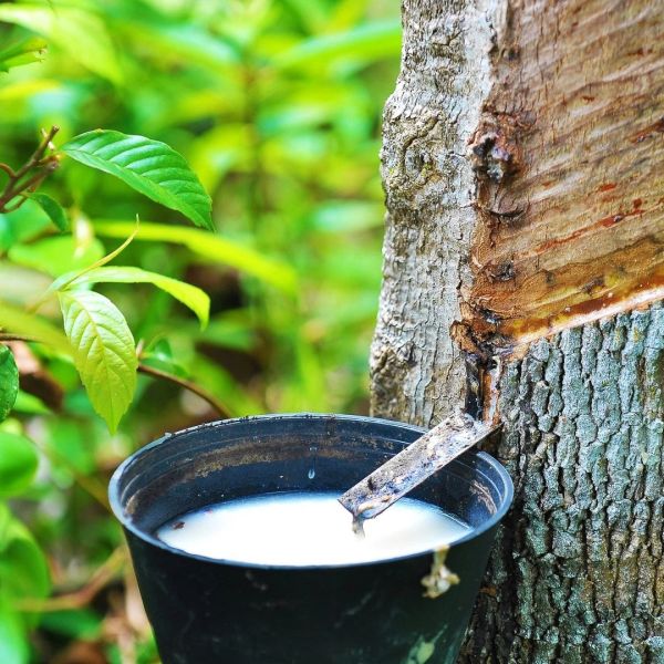 Natural Rubber Latex Grades Explained: HA, LA, DRC & VFA